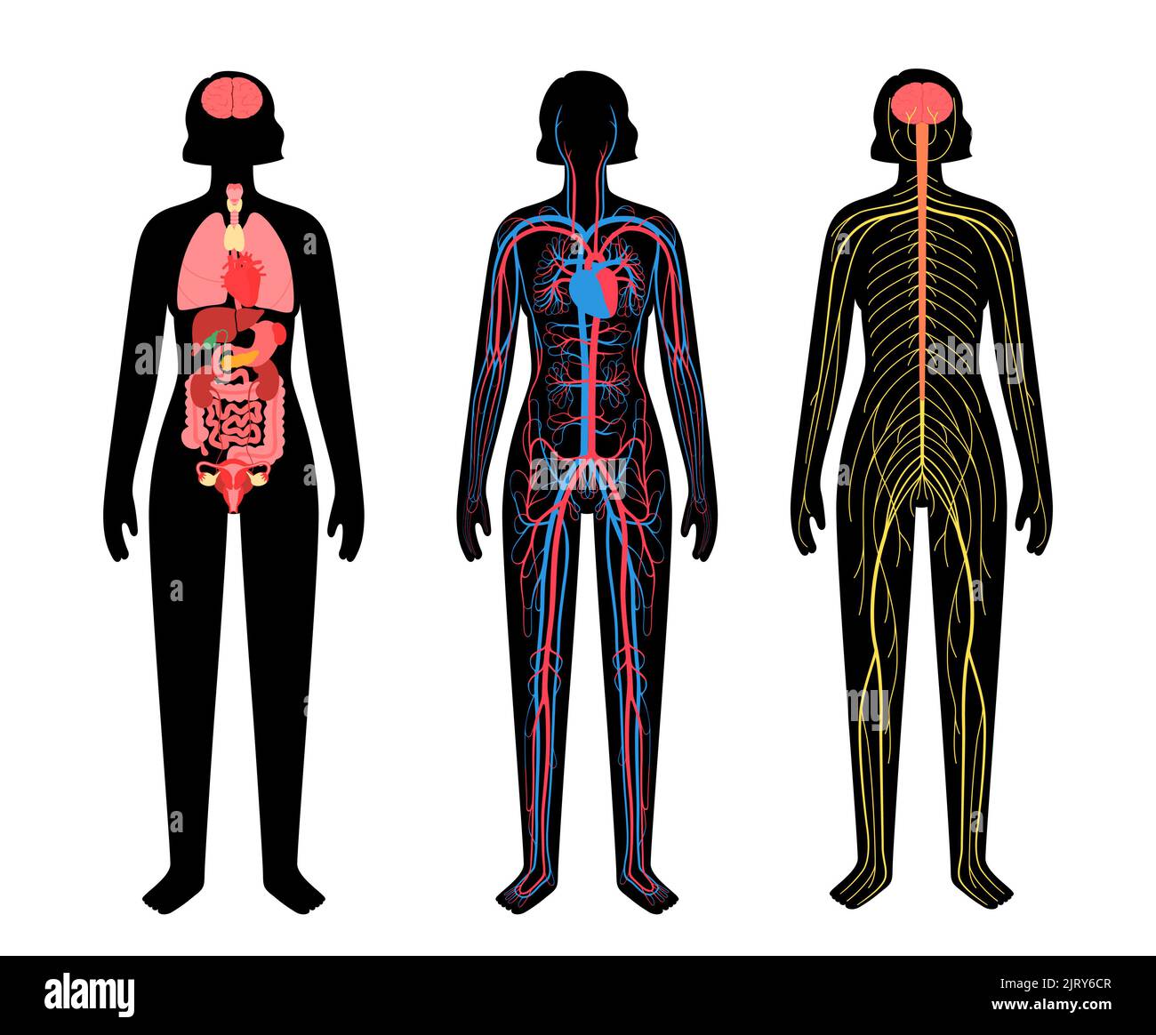 Human body systems, illustration Stock Photo - Alamy