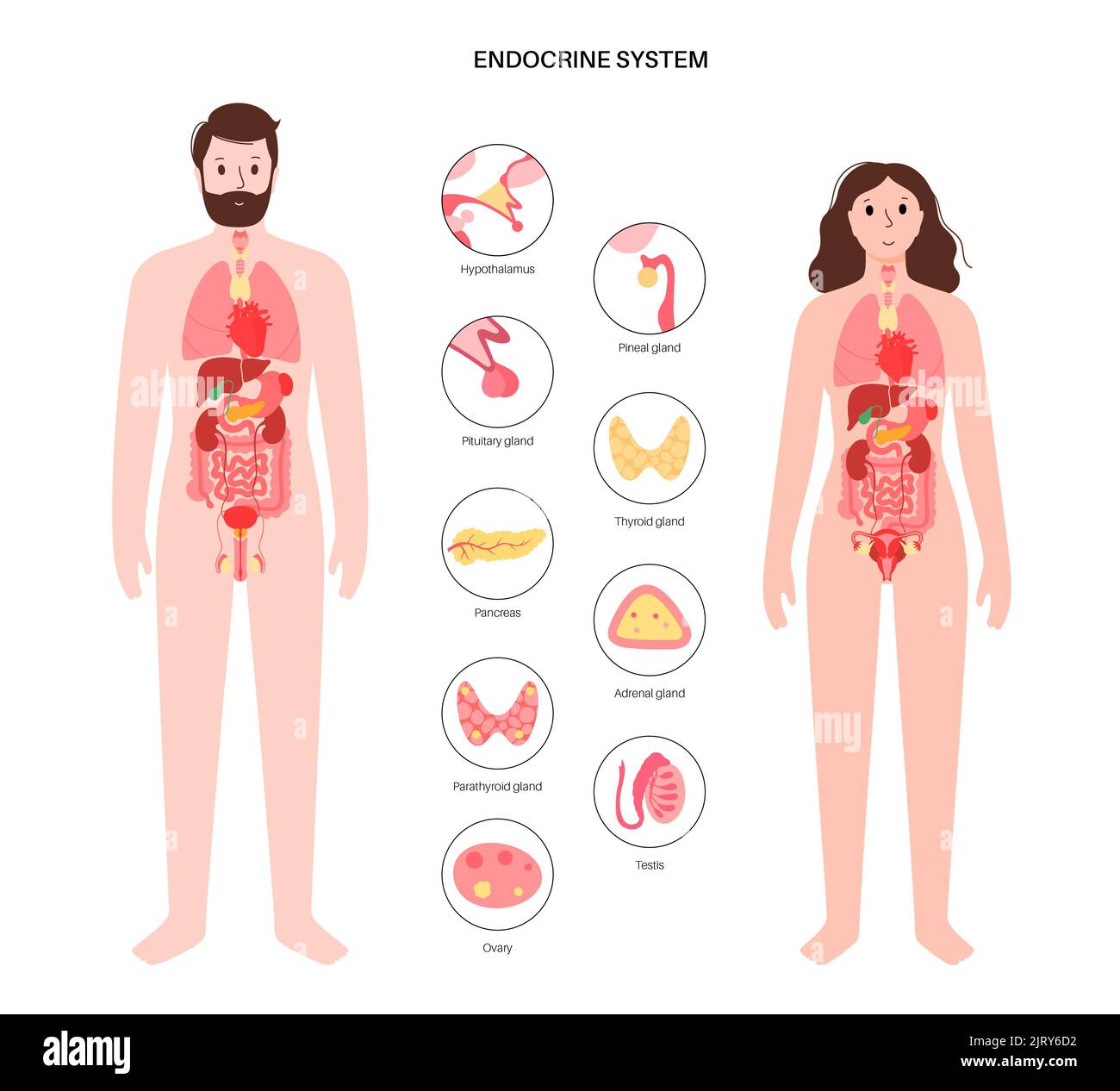Endocrine system male female hi-res stock photography and images - Alamy