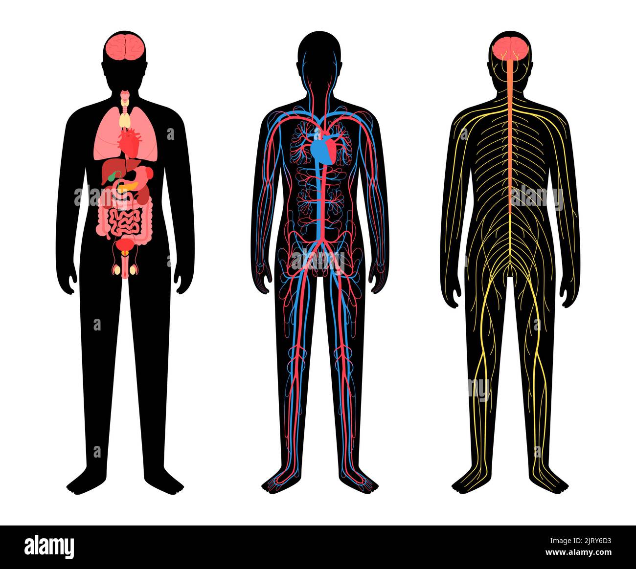 Human body systems, illustration Stock Photo - Alamy