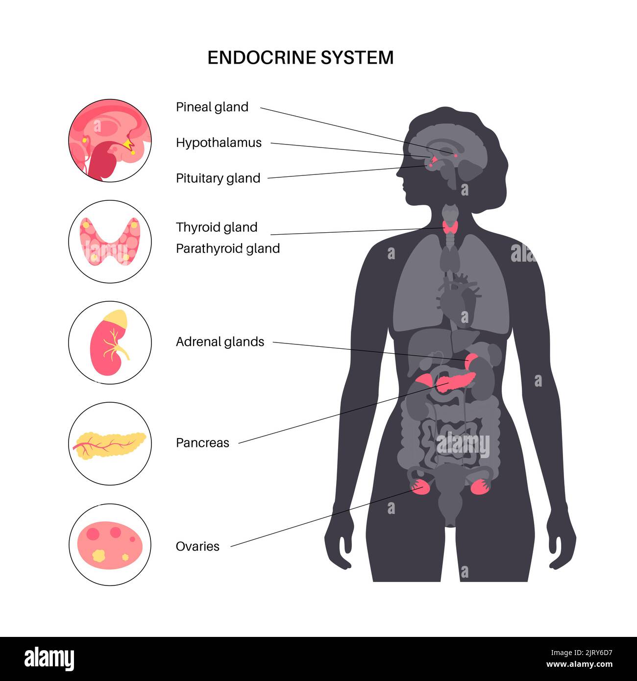 Human endocrine system, illustration Stock Photo - Alamy