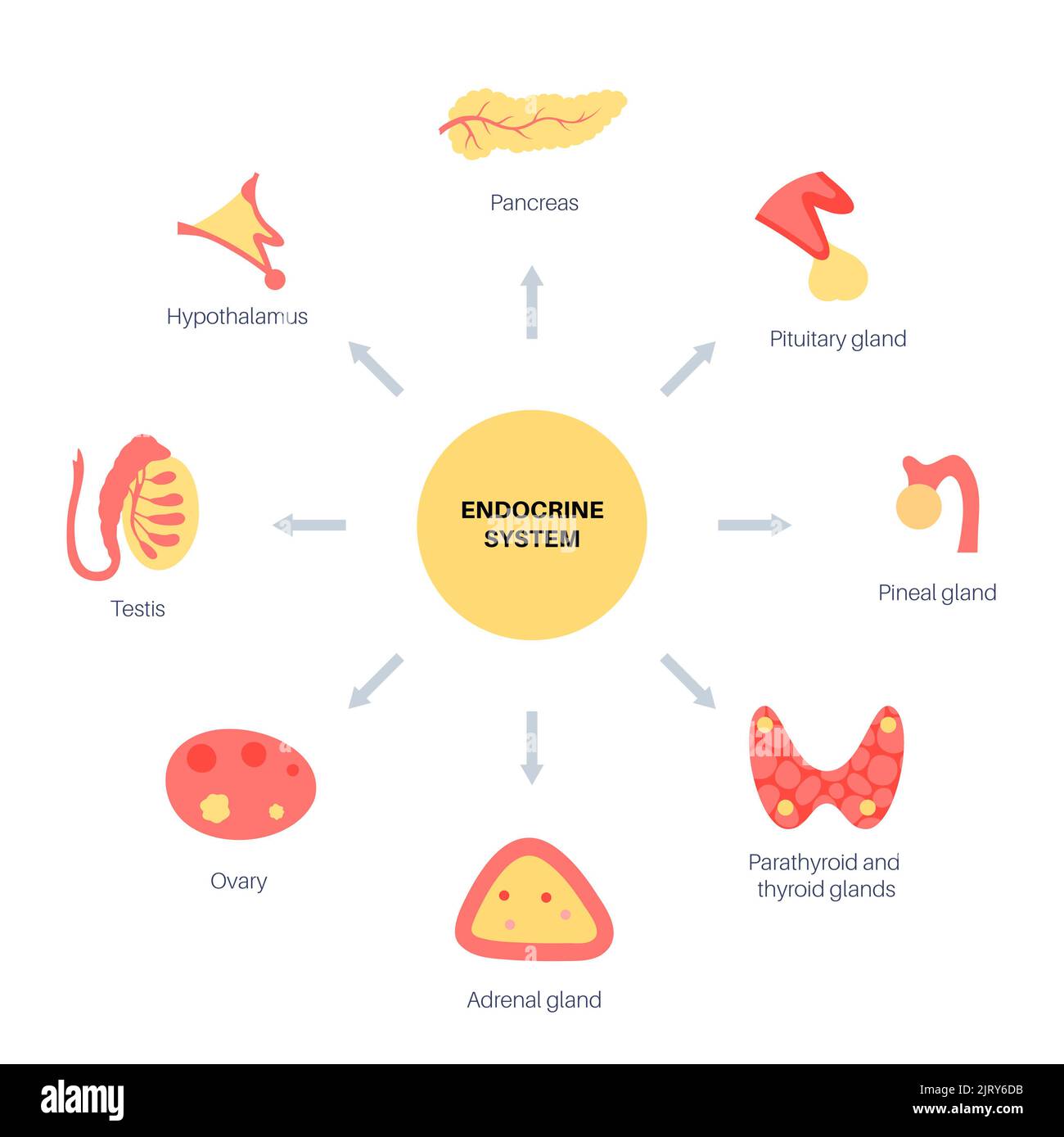Endocrine system male female hi-res stock photography and images - Alamy