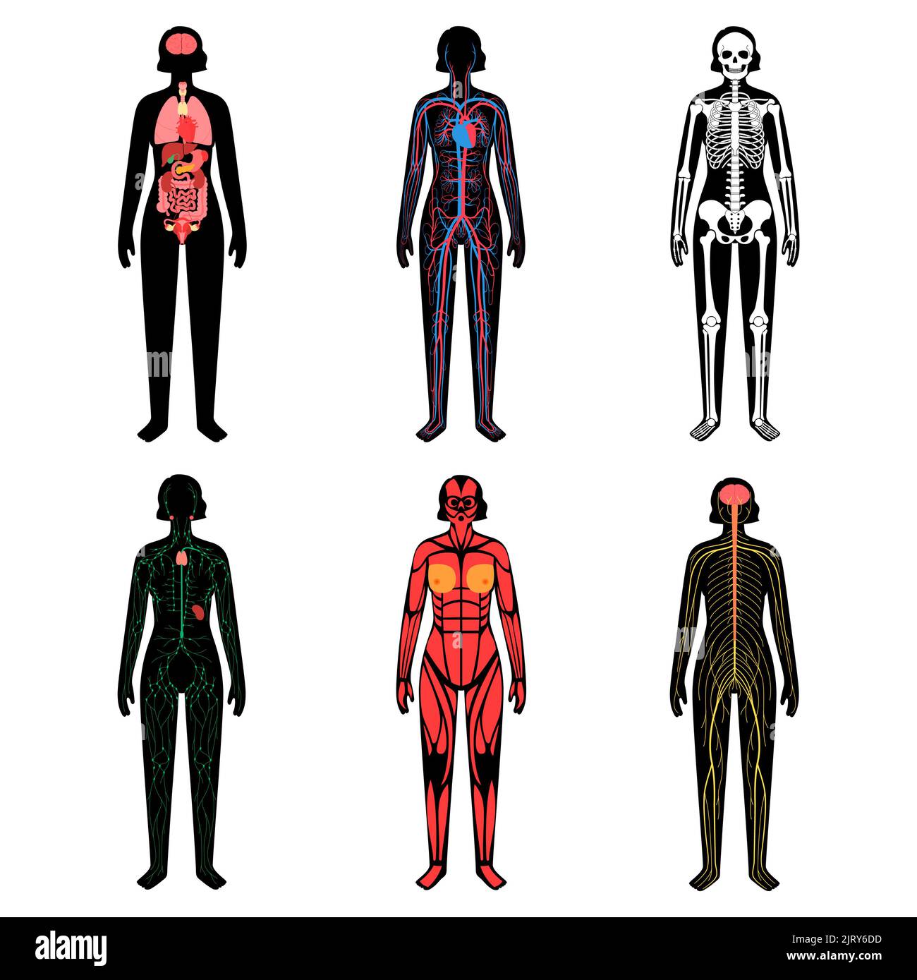 Human body systems, illustration Stock Photo - Alamy