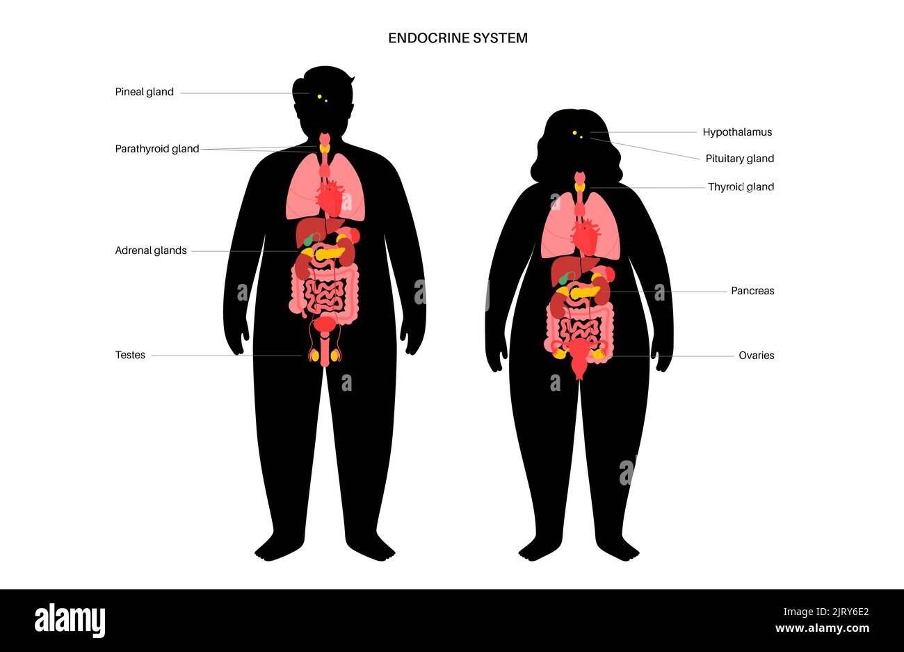 Endocrine system man woman hi-res stock photography and images - Alamy