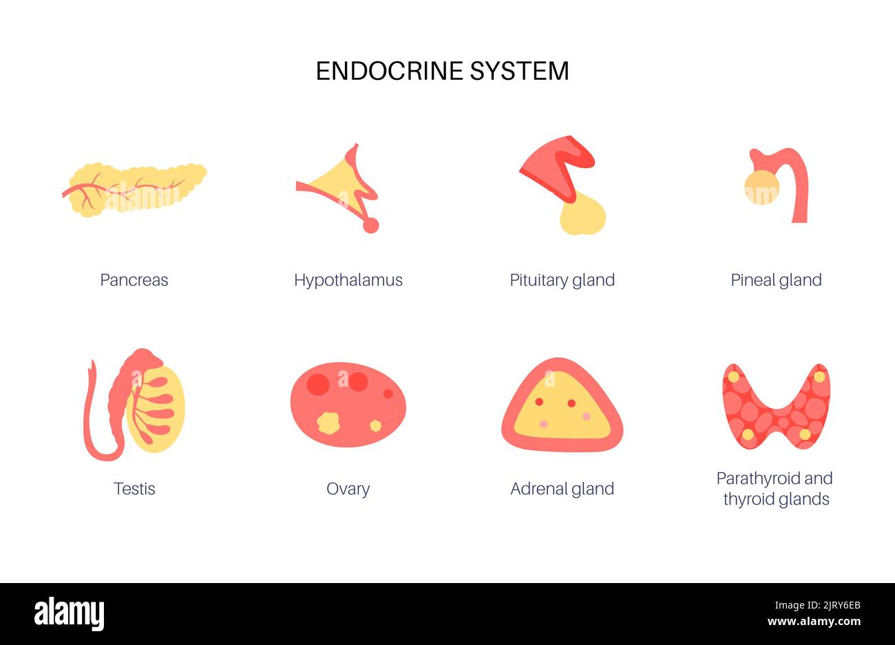 Endocrine system male female hi-res stock photography and images - Alamy