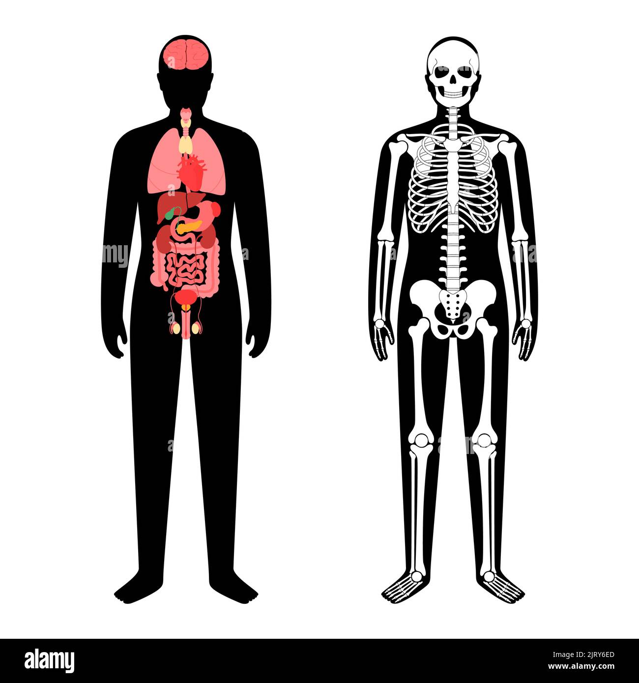 Organs and skeleton, illustration Stock Photo - Alamy