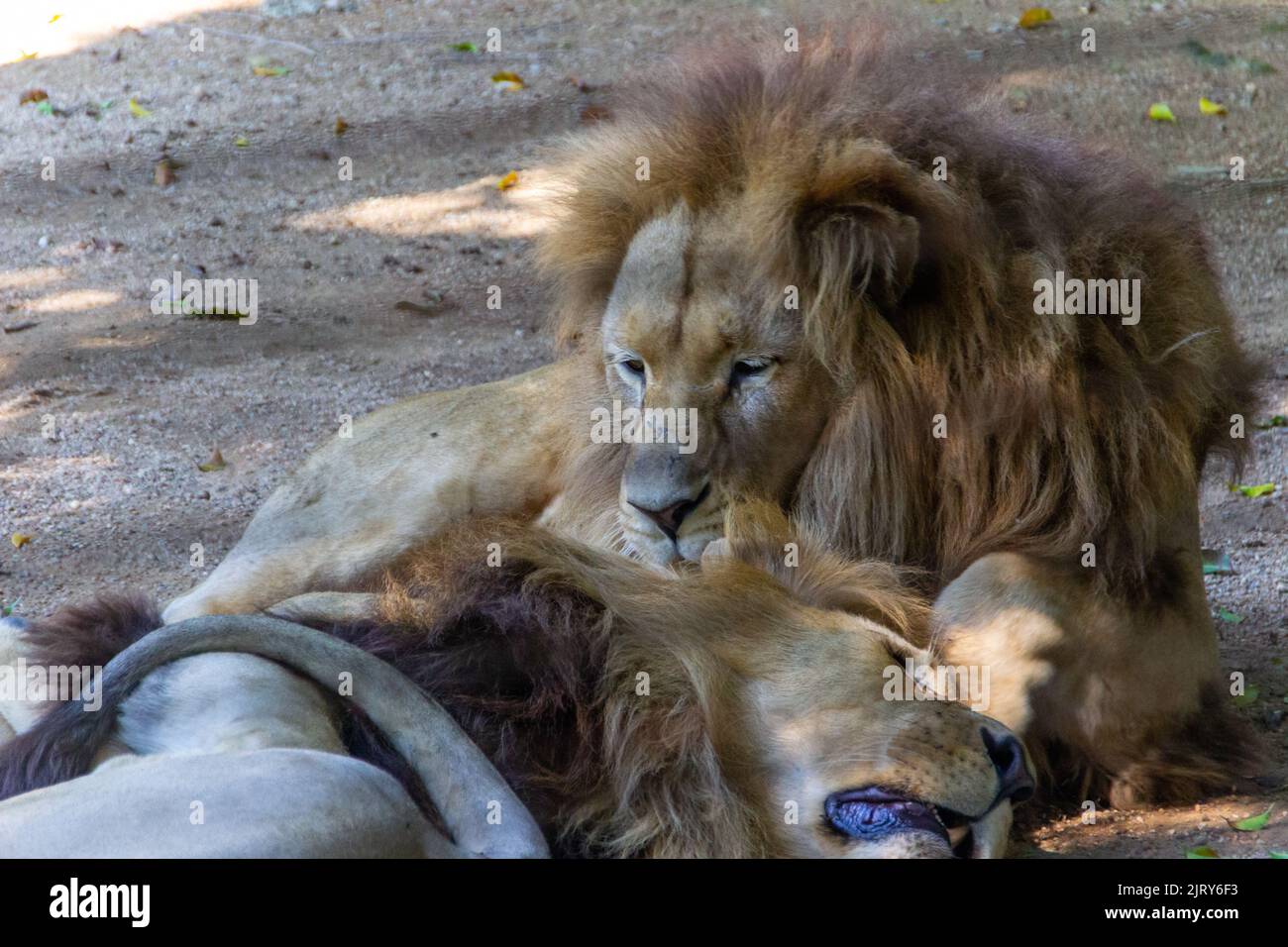 Zoo pomerode hi-res stock photography and images - Alamy
