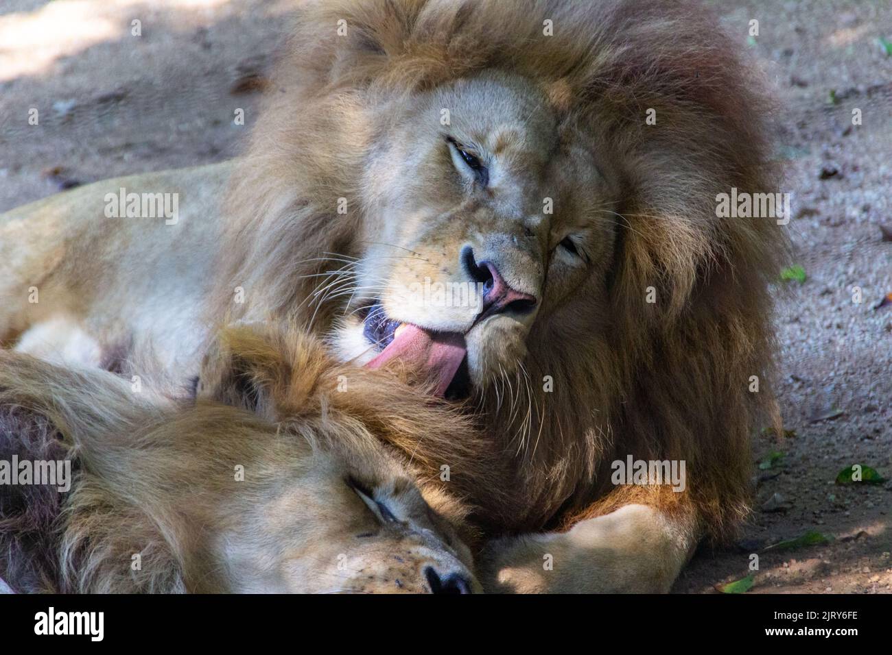Lion at the Pomerode Zoo in Santa Catarina, Brazil - May 4, 2019: Lion ...