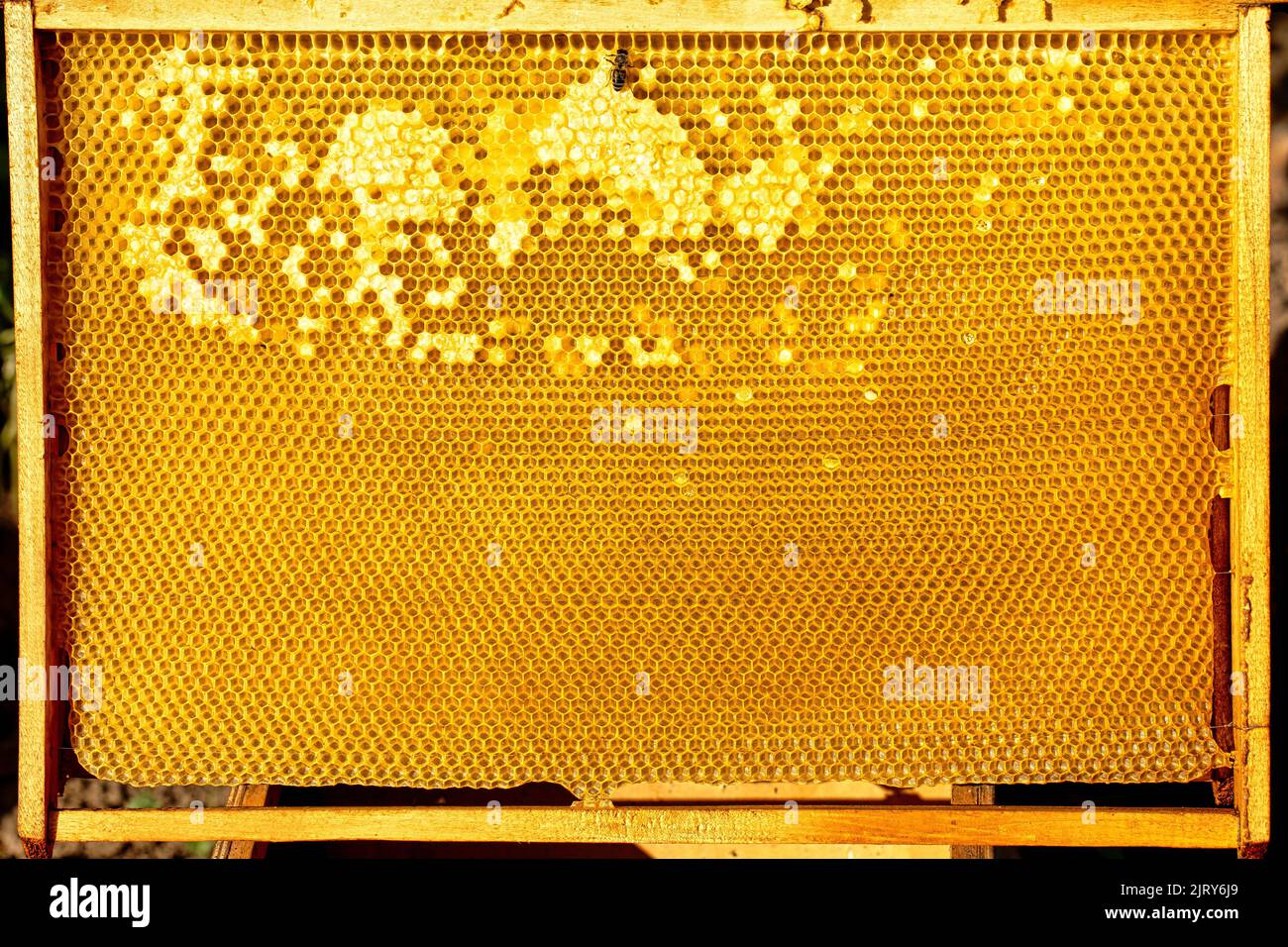 Empty honeycombs. Fresh wax. Bee nest, texture Stock Photo - Alamy