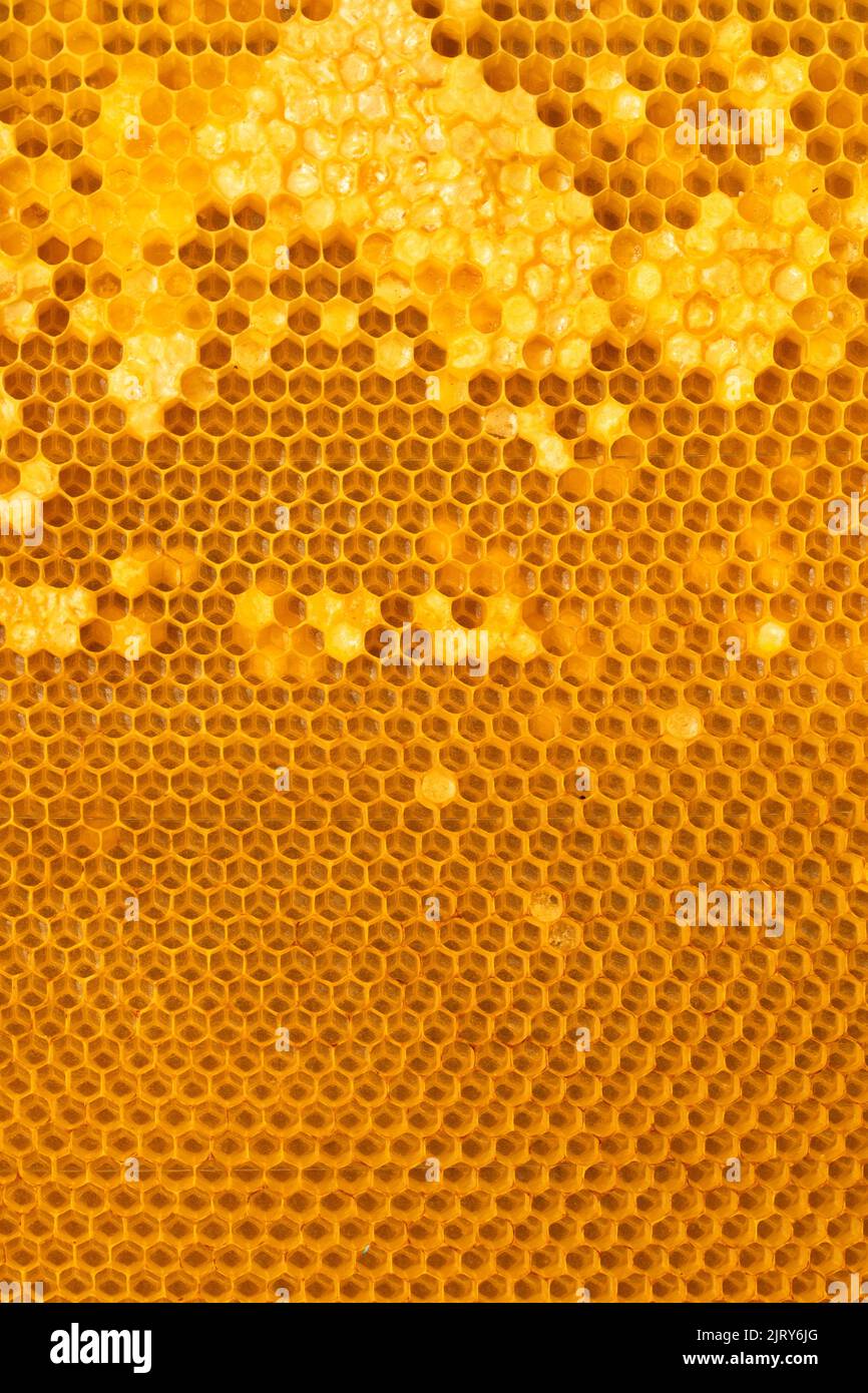 Empty honeycombs. Fresh wax. Bee nest, texture Stock Photo - Alamy