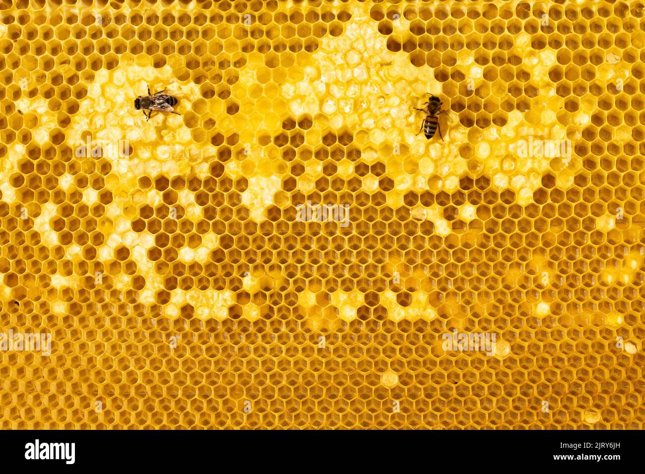 Empty honeycombs. Fresh wax. Bee nest, texture Stock Photo - Alamy