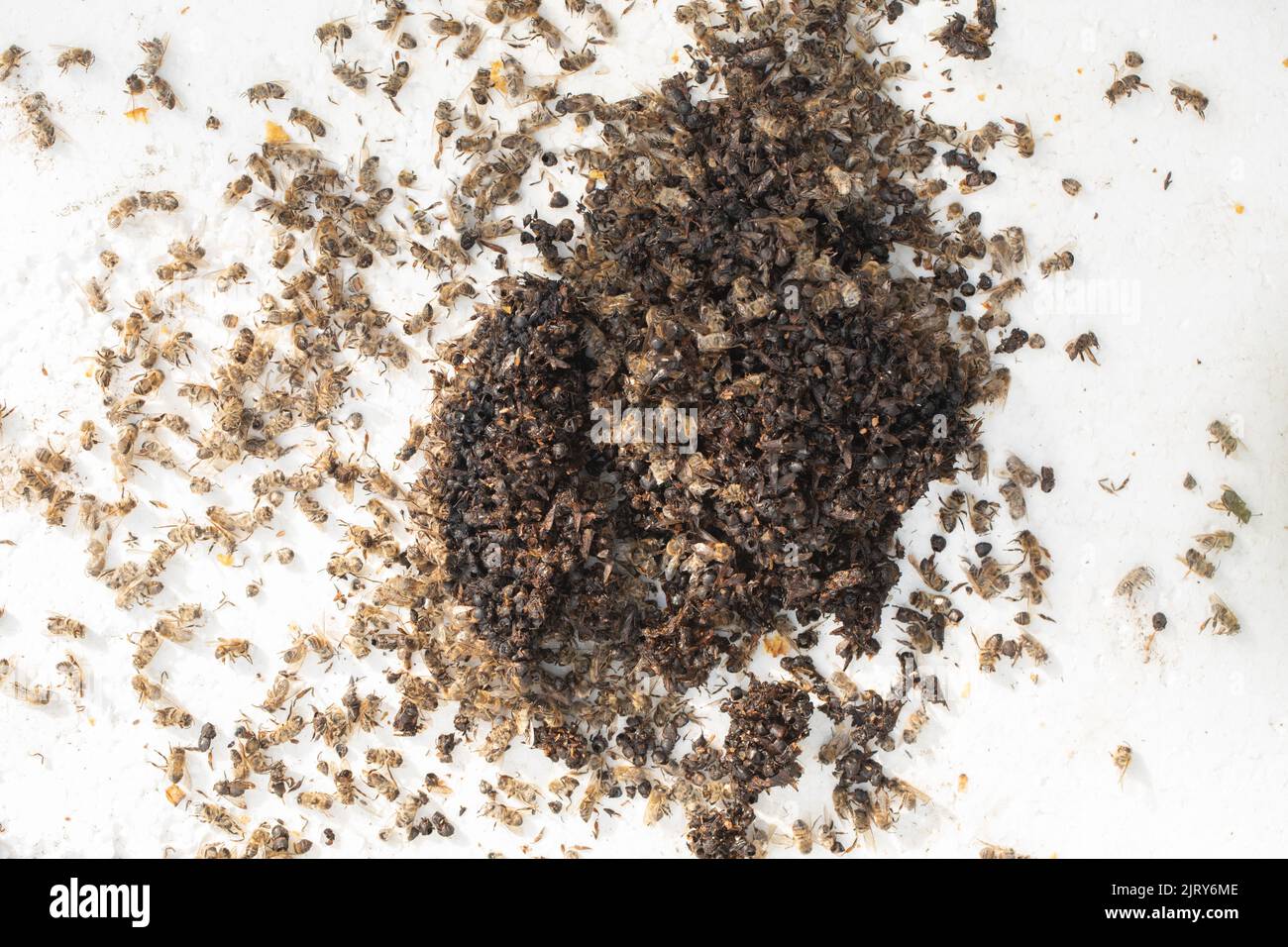 Dead bees on a white background. Dead insects from the hive. A ...