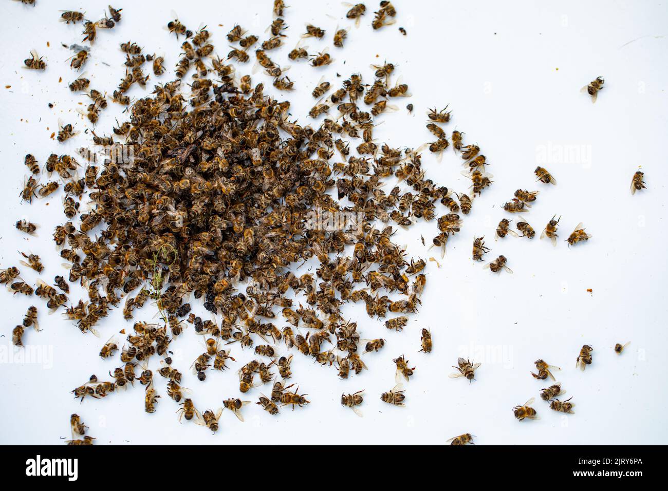 Dead bees on a white background. Dead insects from the hive. A ...