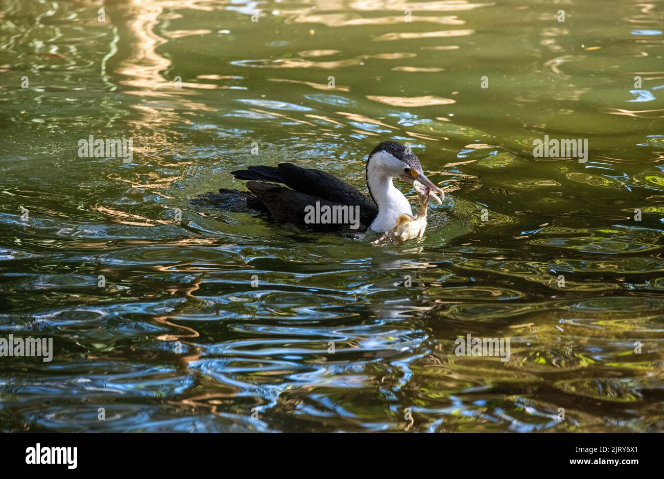 A Little Pied Cormorant (Microcarbo melanoleucos) catches a prey in ...