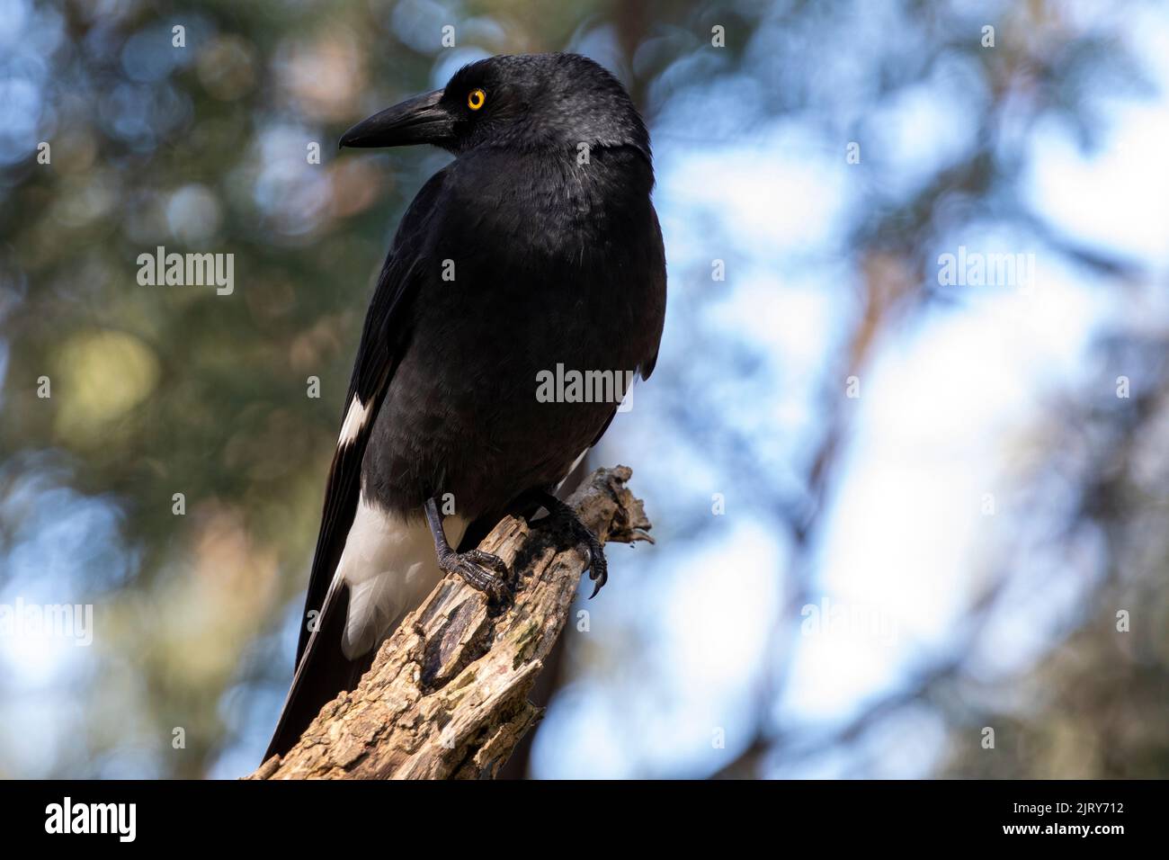 Currawong in the wild looking behind with it's head at 180 degree twist ...