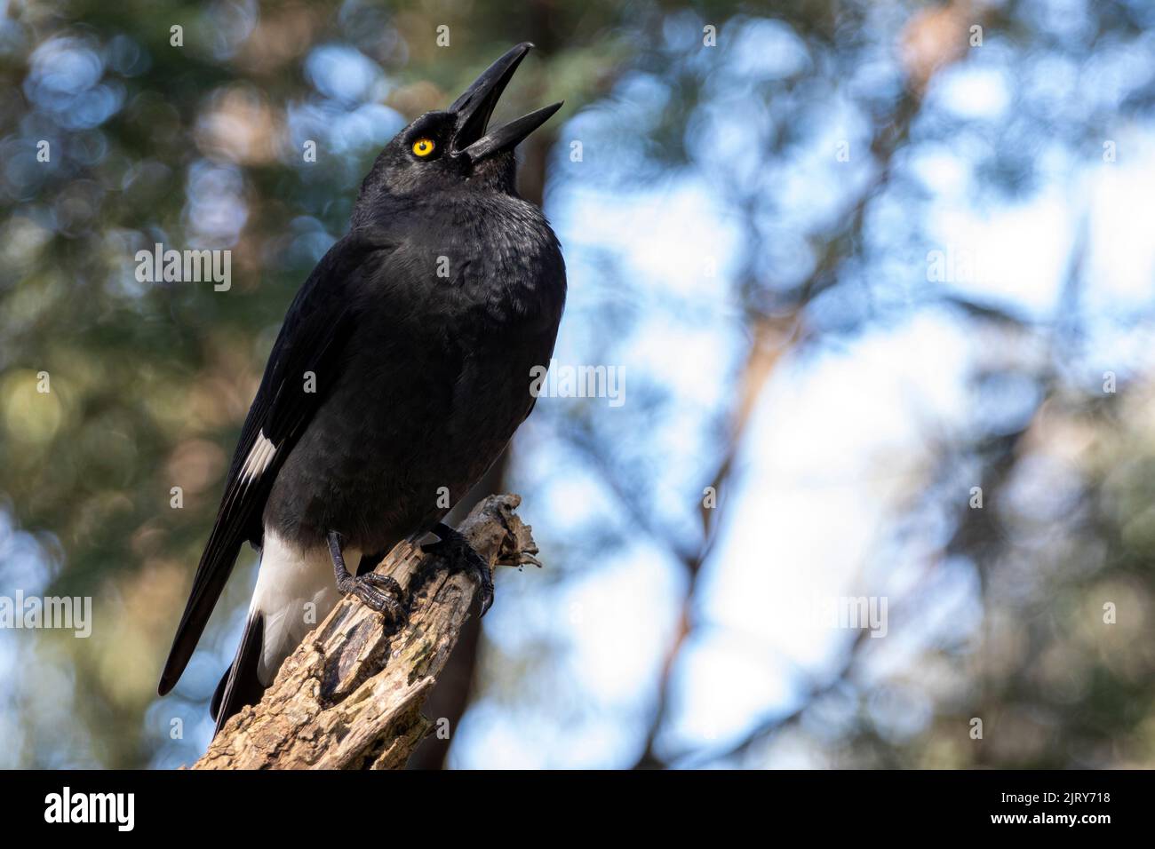 Wild Pied Currawong perched on a branch, calling with it's beak open ...