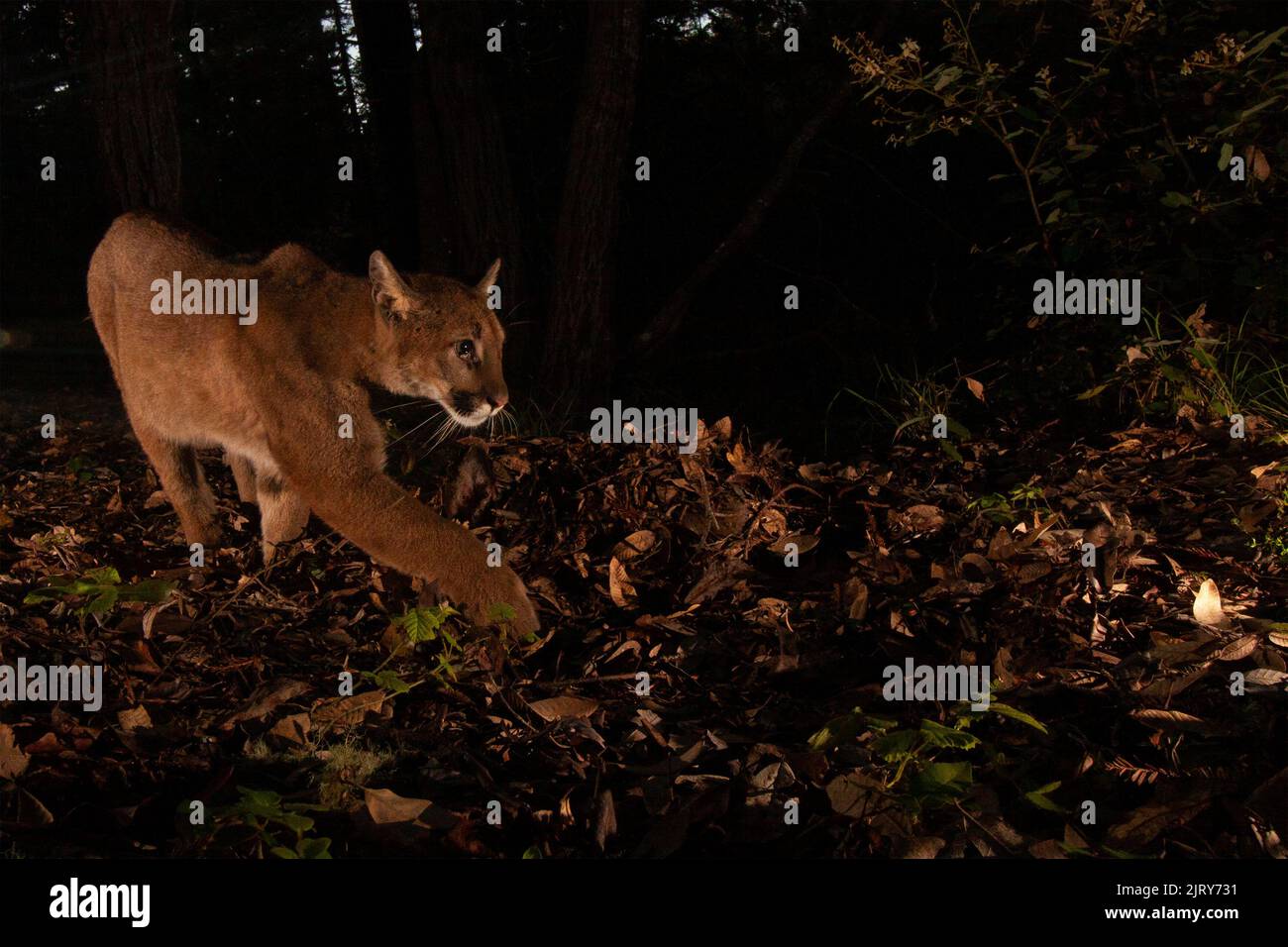 Puma paw hi-res stock photography and images - Alamy