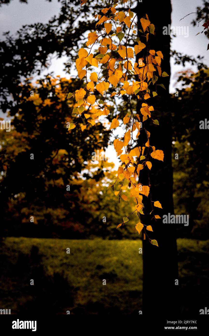 nice autumn day int he fall. a fall day in Falkenberg Sweden. nice red ...