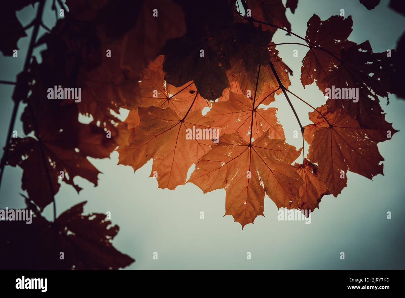 nice autumn day int he fall. a fall day in Falkenberg Sweden. nice red ...