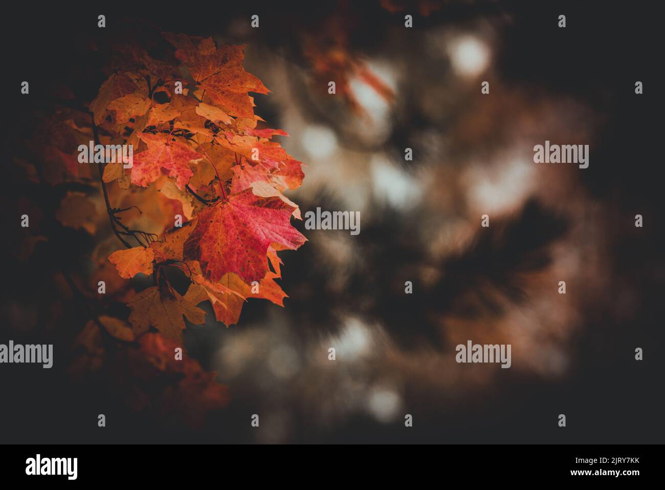 nice autumn day int he fall. a fall day in Falkenberg Sweden. nice red ...