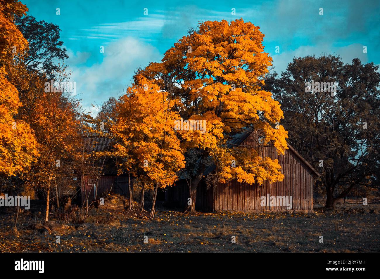 nice autumn day int he fall. a fall day in Falkenberg Sweden. nice red ...