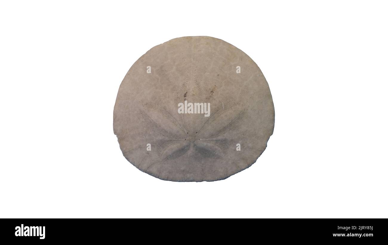 Single sand dollar isolated on a white background with a clipping path ...