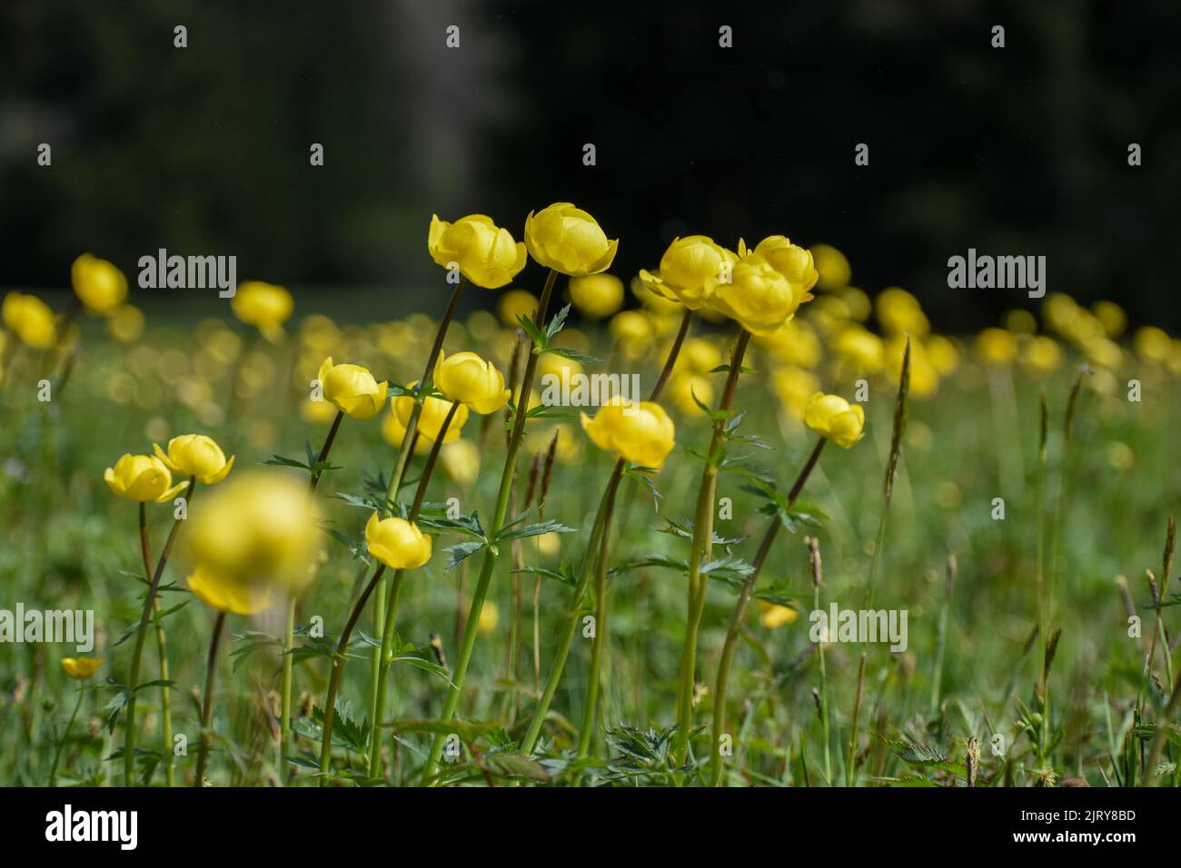 group of beautiful yellow globeflower (Trollius europaeus) on a ...