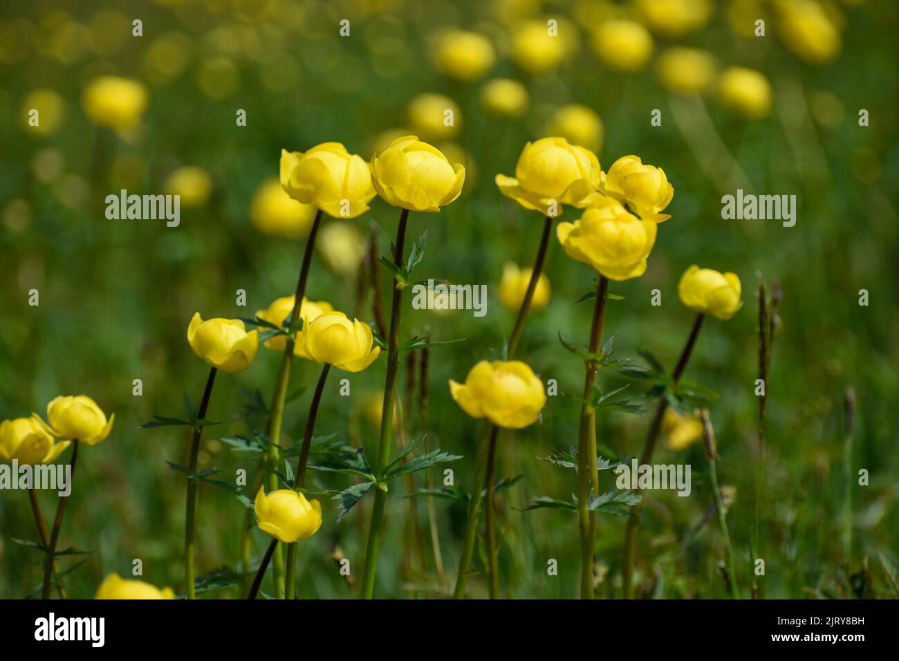 group of beautiful yellow globeflower (Trollius europaeus) on a ...