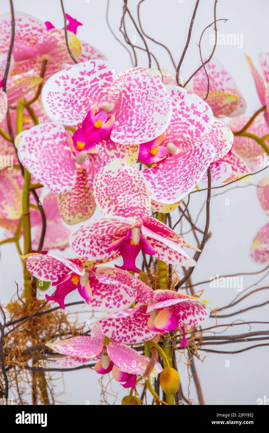 Orchid of the moon in pink color, very popular plant in the gardens of ...