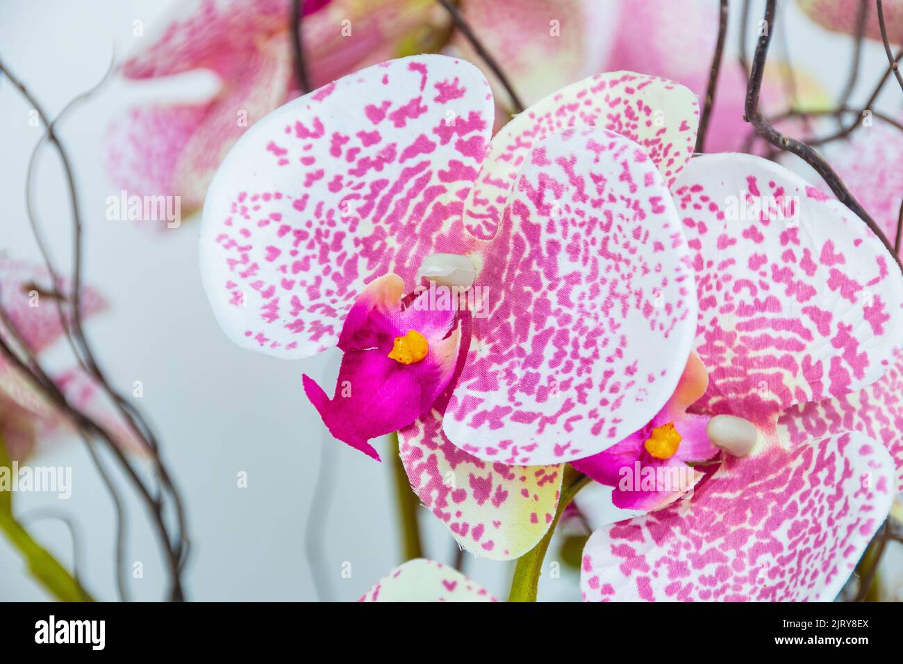 Orchid of the moon in pink color, very popular plant in the gardens of ...