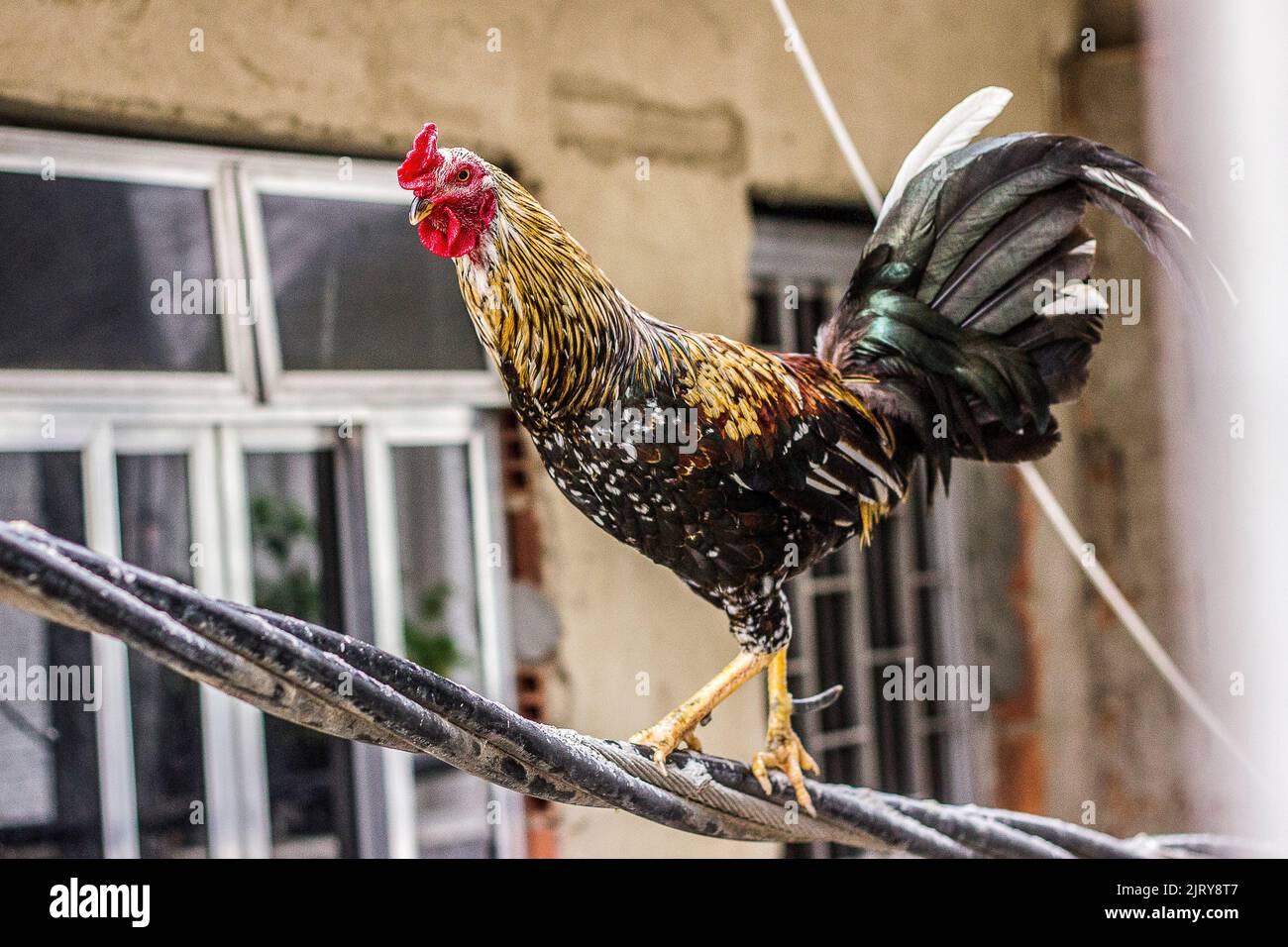 rooster climbing on a wire in a favela in Rio de Janeiro Brazil Stock ...