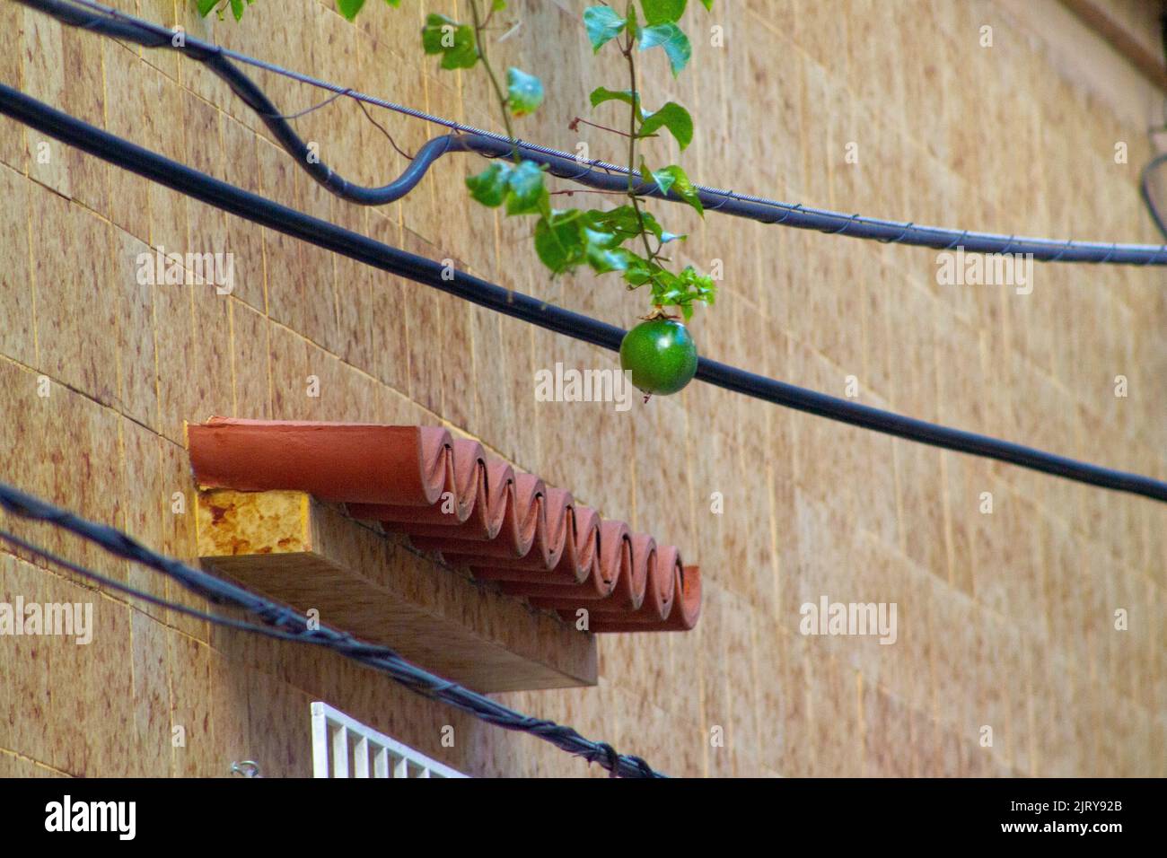 green passion fruit standing on a street in rio de janeiro Brazil Stock ...