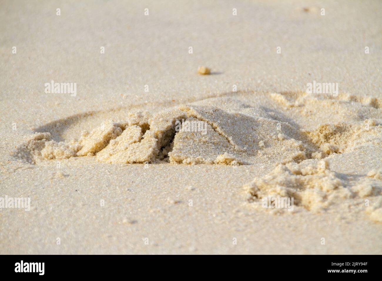 grain of sand illuminated by the soft light of dawn in Rio de Janeiro ...