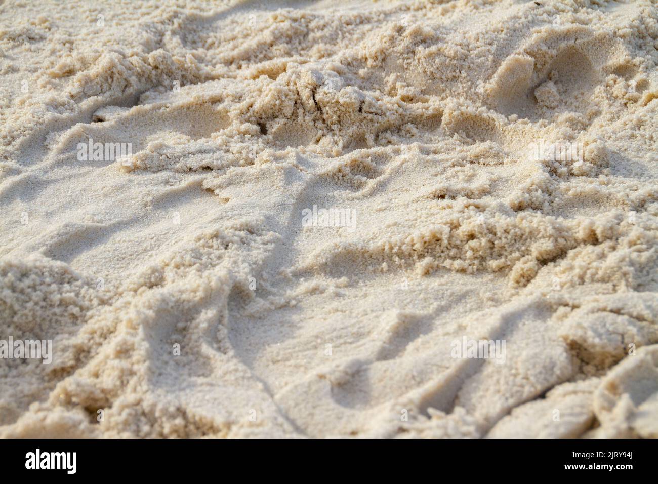 grain of sand illuminated by the soft light of dawn in Rio de Janeiro ...