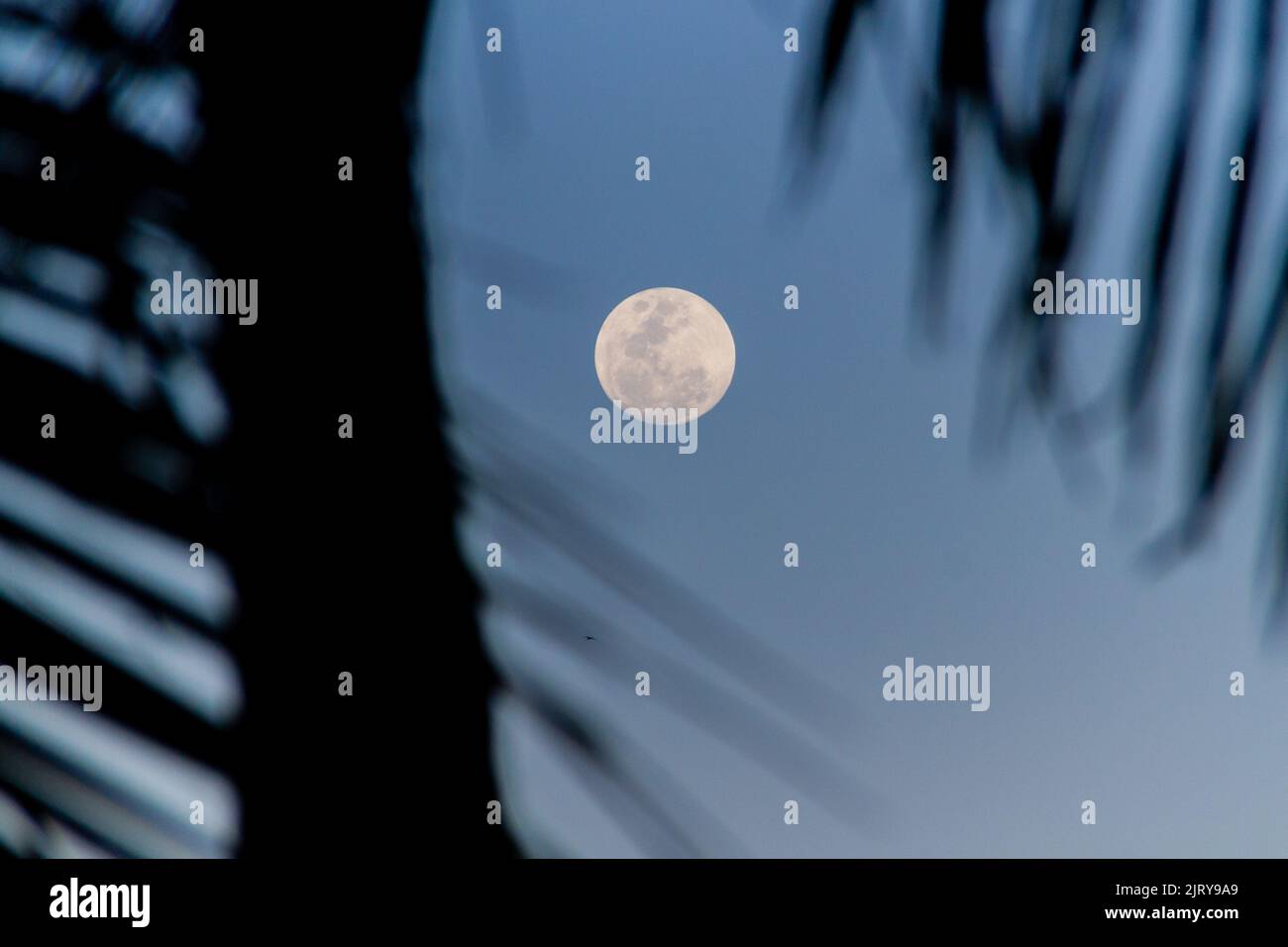 full moon with the silhouette of a tree in Copacabana in Rio de Janeiro ...