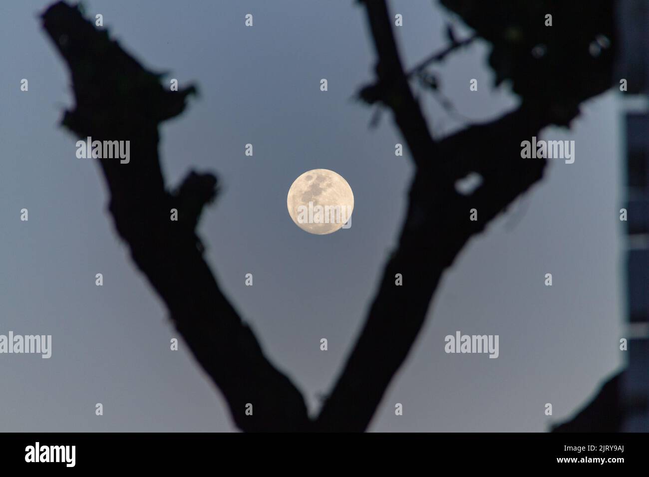 full moon with the silhouette of a tree in Copacabana in Rio de Janeiro ...