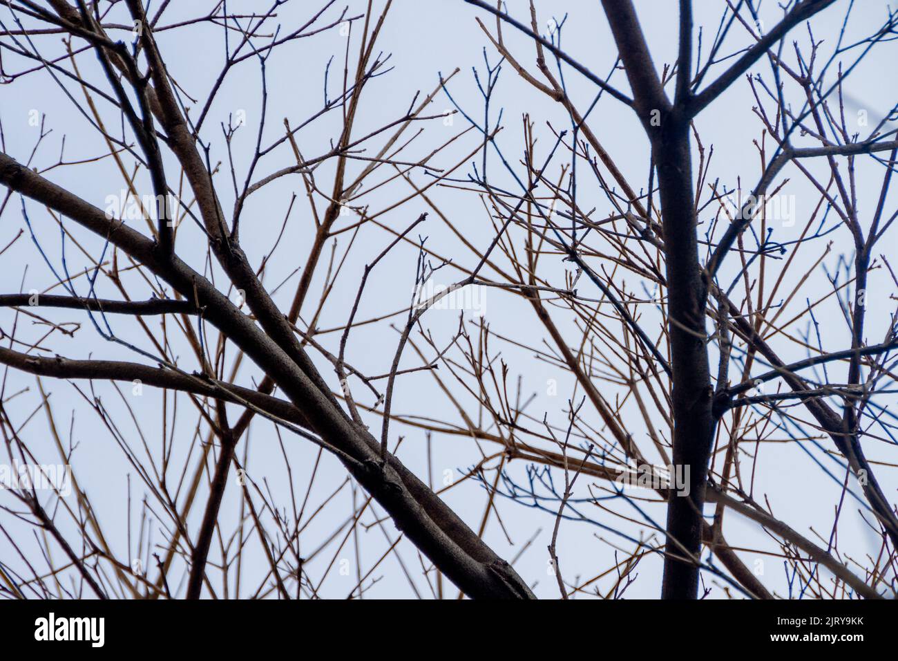 branches of an ipe tree, with a beautiful blue sky in the background ...