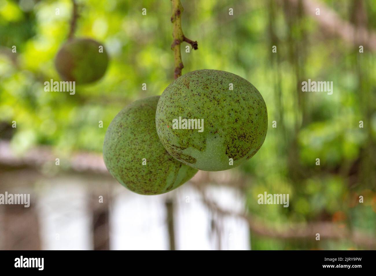 green mango on the tree in rio de janeiro Brazil Stock Photo - Alamy