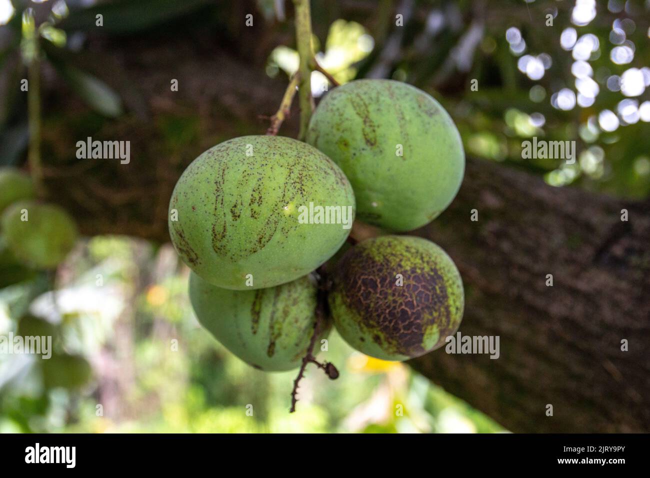 green mango on the tree in rio de janeiro Brazil Stock Photo - Alamy