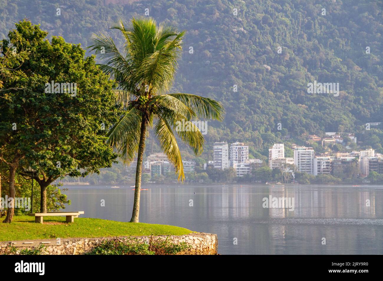 coconut tree with green coconuts in the rodrigo de freitas lagoon in ...