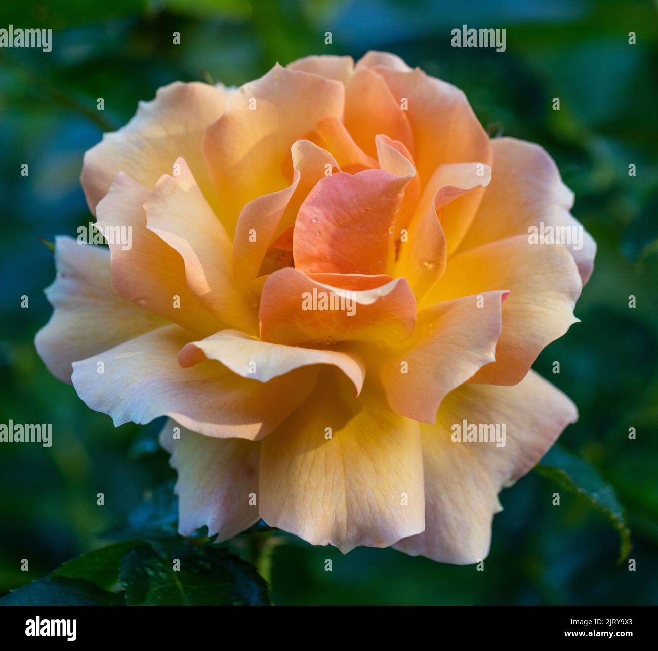 Floribundas rose hi-res stock photography and images - Alamy