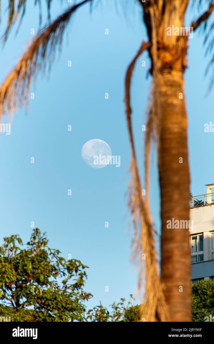 moon setting beside a coconut tree in the city of rio de janeiro brazil ...