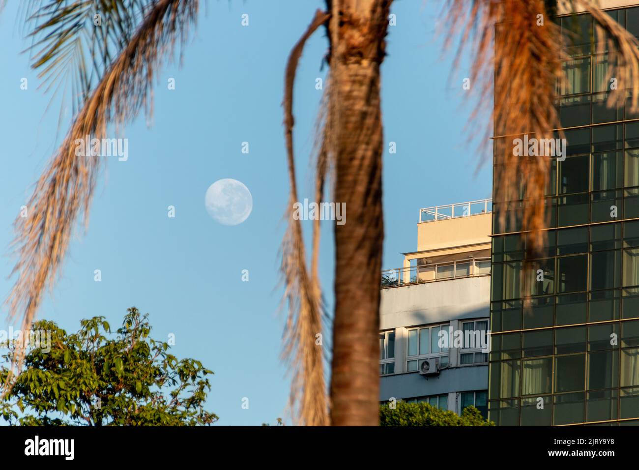moon setting beside a coconut tree in the city of rio de janeiro brazil ...