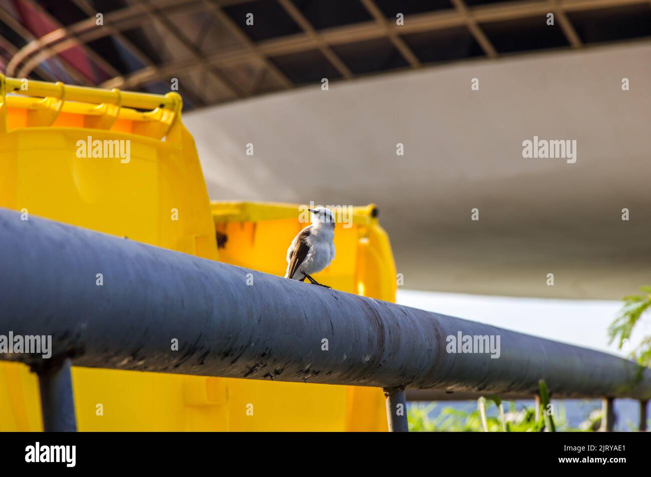 bird known as masked washerwoman standing on an iron stop Rio de ...