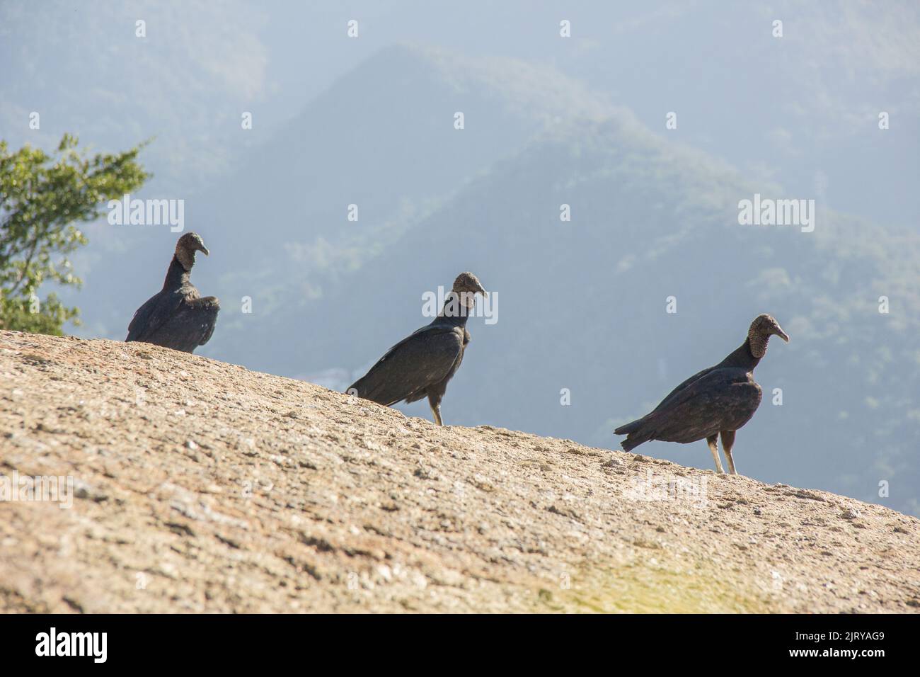 three vultures on a rock on the hill the goats in Copacabana Rio de ...