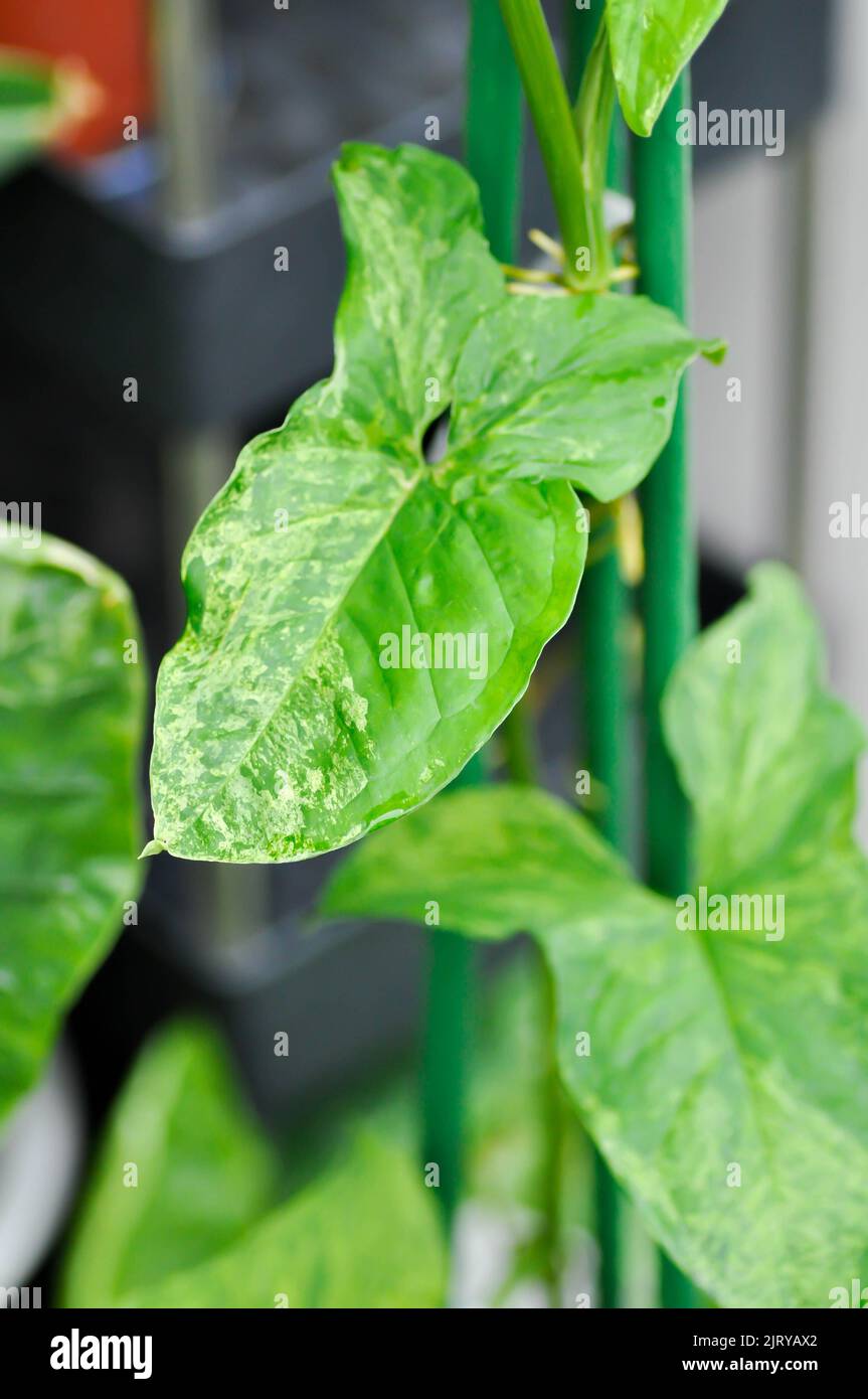 Syngonium podophyllum, Arrowhead Vine or Goosefoot Plant or Araceae or ...