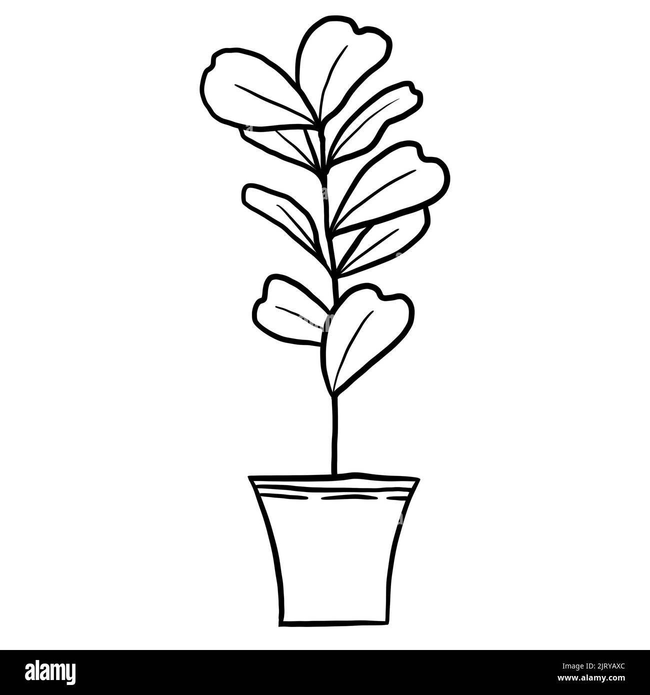 Begonia tree Black and White Stock Photos & Images - Alamy