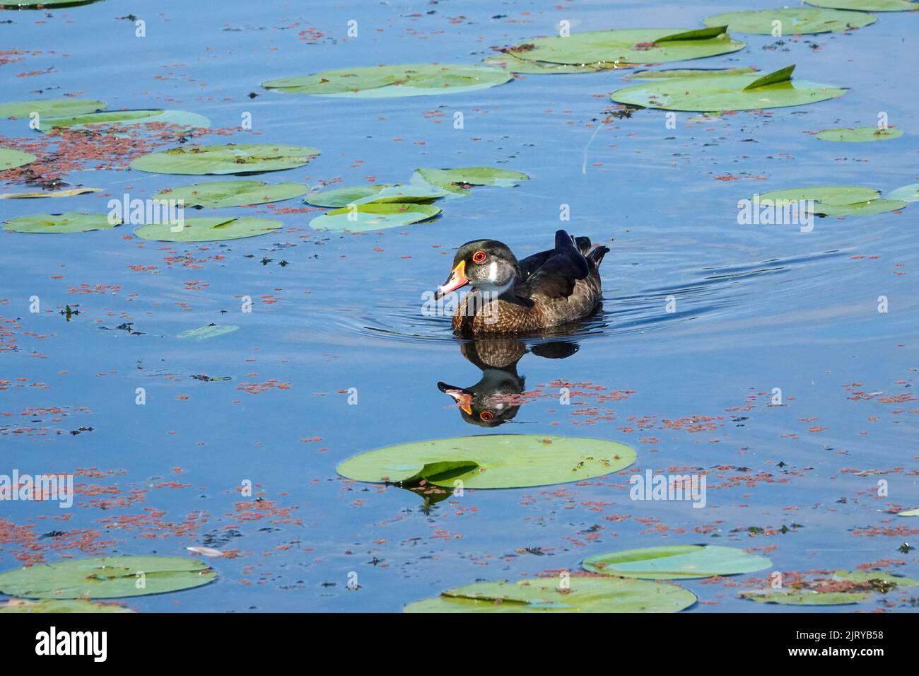 Kirkland, Washington, USA. Male Wood Duck in non-breeding plumage ...