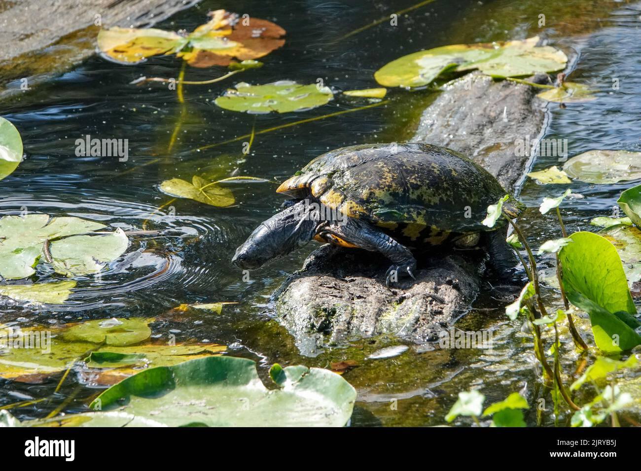 Kirkland, Washington, USA. Common Snapping turtle sunning on a log ...