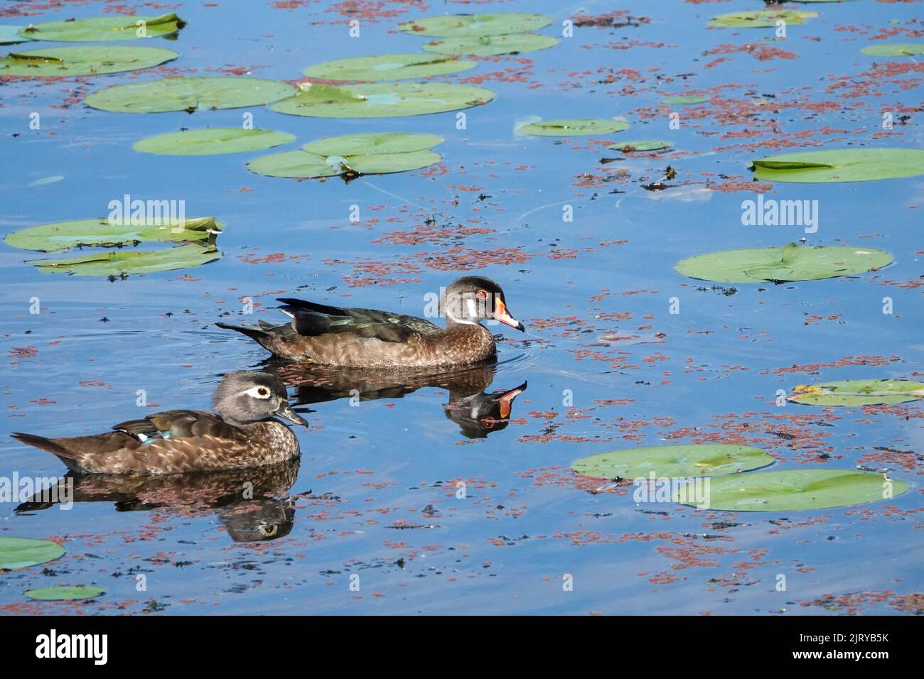 Kirkland, Washington, USA. Male and female Wood Ducks in non-breeding ...