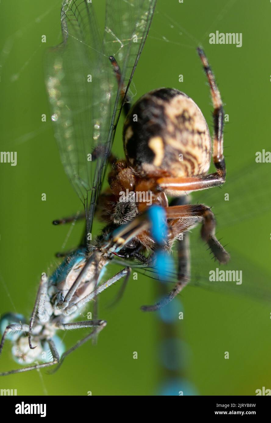 An oak spider and azure damselfly in their natural habitat Stock Photo ...